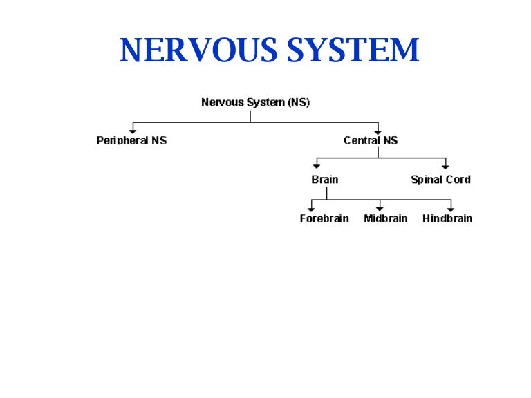Introduction to nervous system