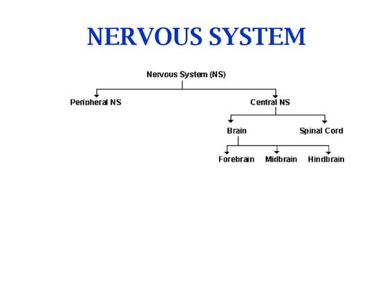 The Nervous System (Slide Show) | PPSX