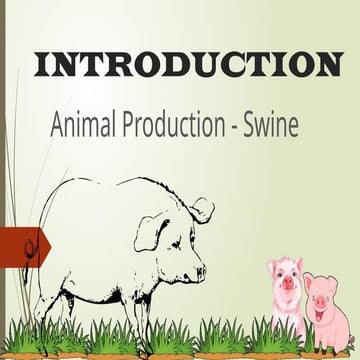 Breeds of swine | PDF