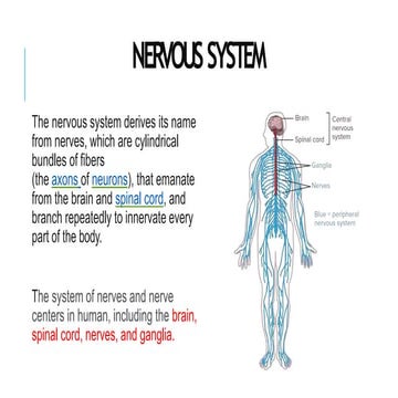 INTRODUCTION AND CLASSIFICATION OF NERVOUS SYSTEM (2).pptx