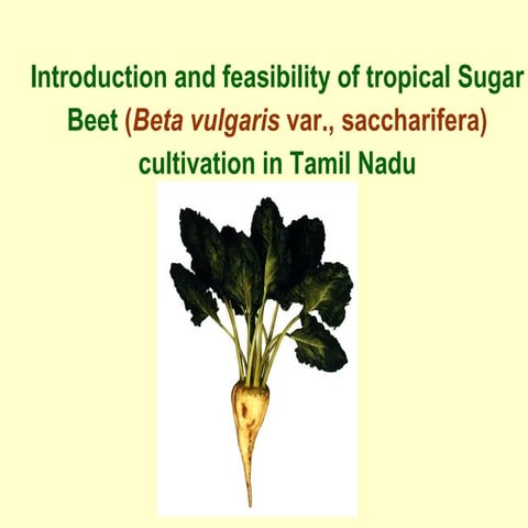 Introduction and feasibility of tropical Sugar Beet - Tamil Nadu ....pdf