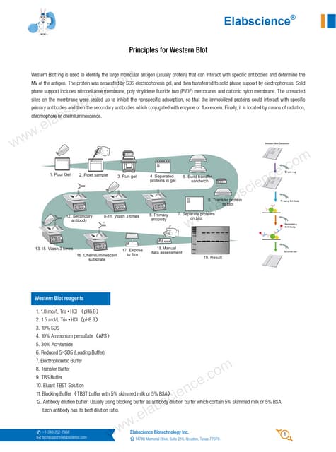 Dot blotting | PPTX | Chemistry | Science