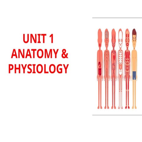 introduction of anatomy and physiology.pptx