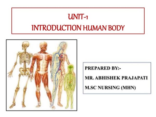 Basic Human Anatomy And Pptx
