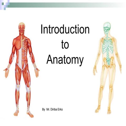 Anatomical position.ppt (1) | PPT