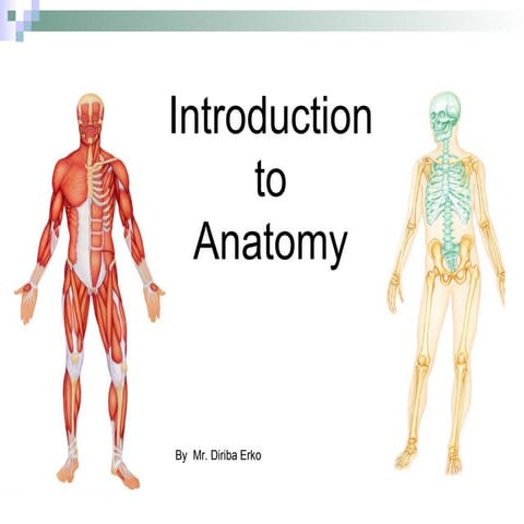 Comprehensive Introduction to Human Anatomy: Terminology, Planes, and ...