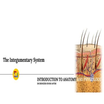 The integumentary system | PPTX