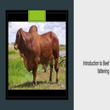 Introduction to beef fattening (Overview).pptx