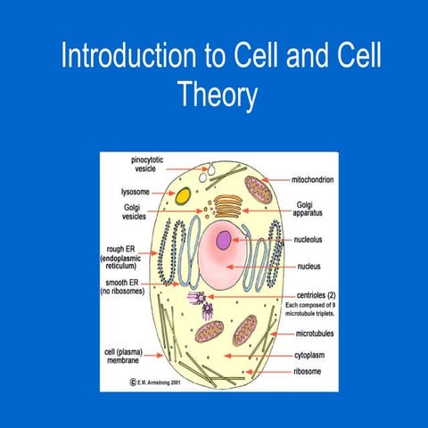 Cell Theory Diagram