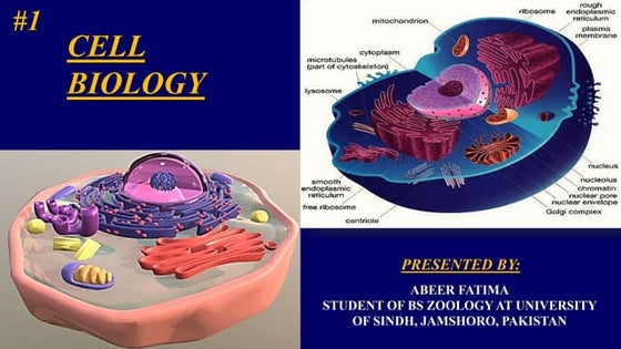 Presentation on cell structure and function | PPT