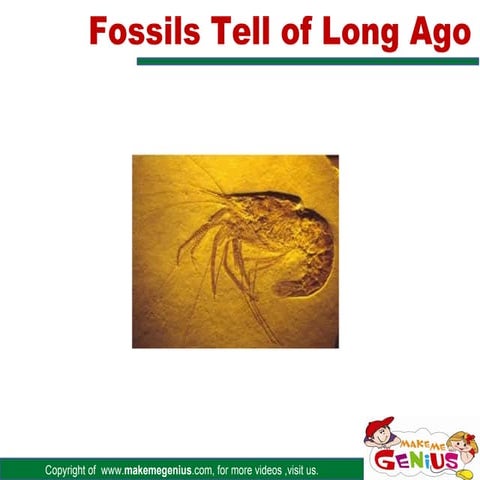Introduction to Fossils | PPT | Geology | Science