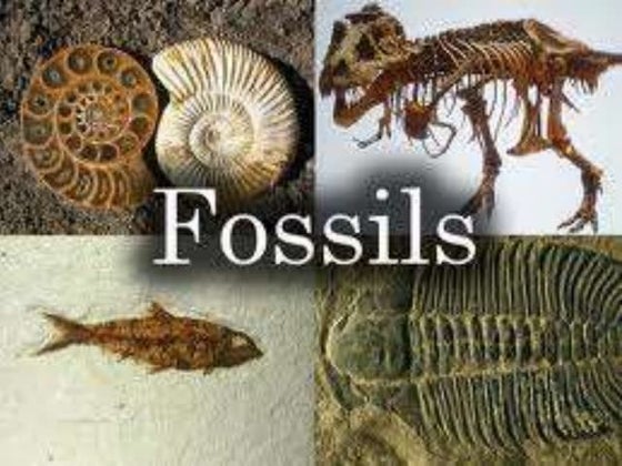 How Fossils Are Made | PDF