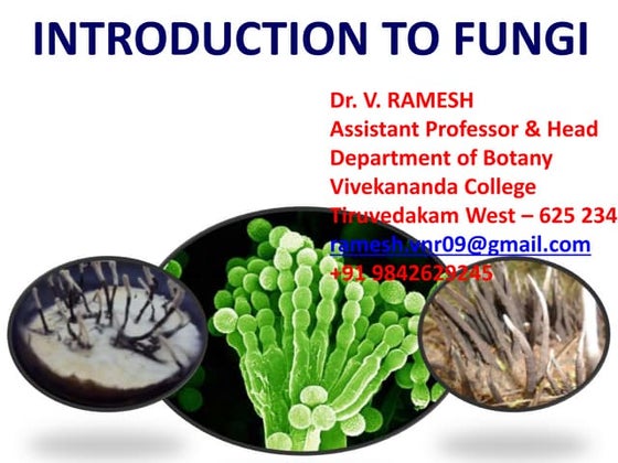 Kingdom fungi | PPT