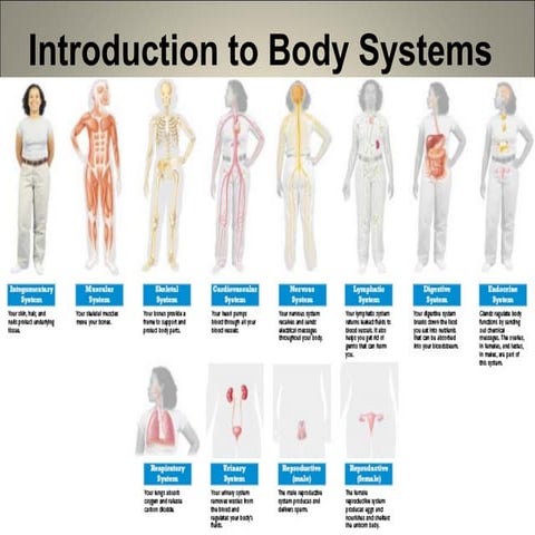 Introduction to Human Body Systems | PPT