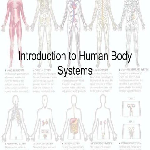 Introduction to Human Body Systems | PPTX | Reproductive Health ...