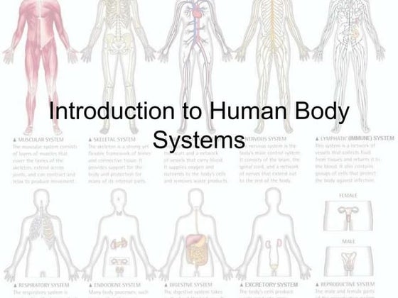 The human system kevin | PPT