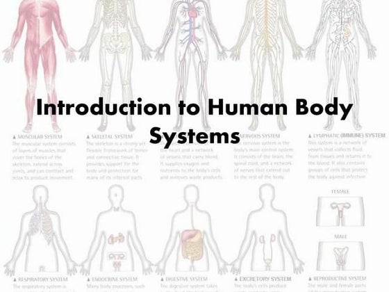 Introduction to Human Body Systems.ppt | Lung and Respiratory Health ...