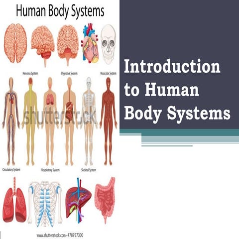Introduction to Human Body Systems.ppt Unit I | PPT