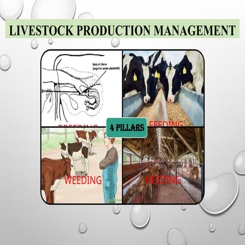 BEEF CATTLE PRODUCTION | PDF