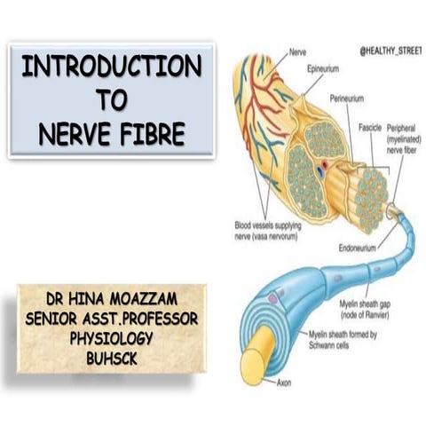 INTRODUCTION TO NERVE FIBRE.pptx