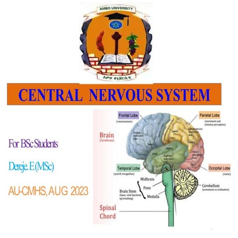 INTRODUCTION TO NERVOUS SYSTEM.pptx