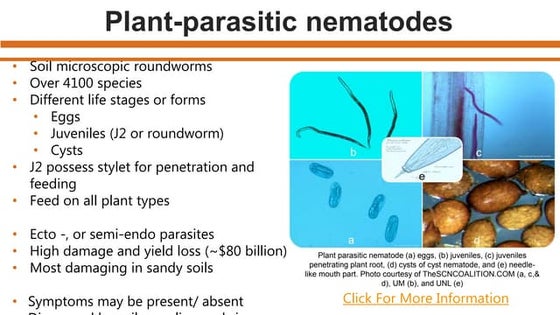 Setora nitens (Neetle Caterpillar) | PDF