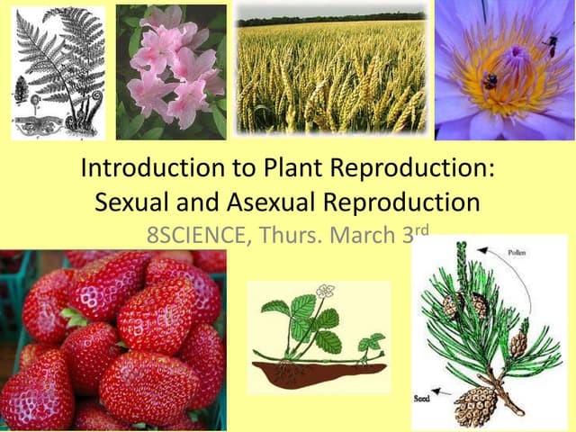 Sexual and Asexual Reproduction in Plants | PPTX