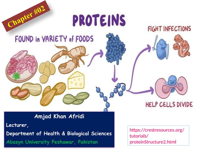 Proteins | PPTX