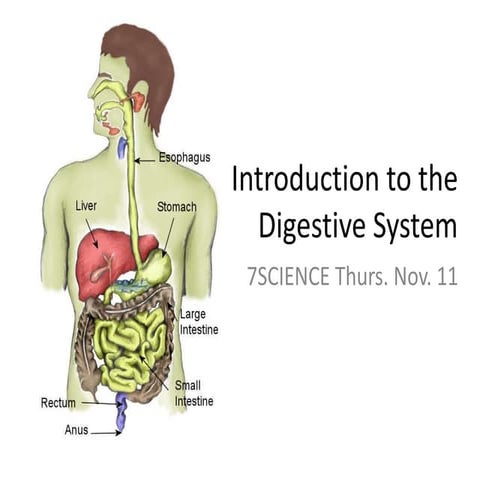 Introduction to the digestive system | PPTX