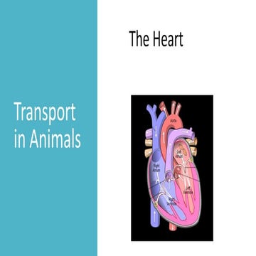 Introduction to the Heart Function of the Heart..pdf