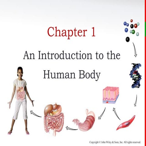 Introduction To The Human Body | PDF