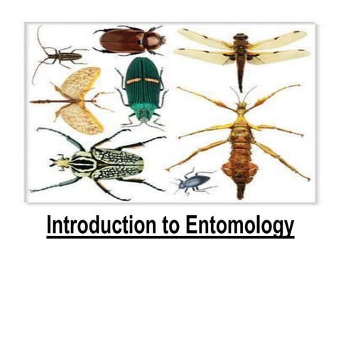 introductory lect-1 ento.ppt