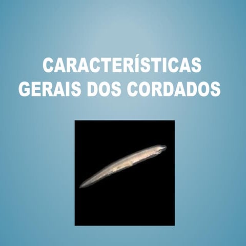 Introdução Cordados | PPT
