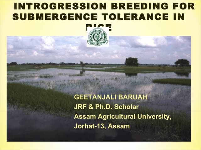 submergence tolerance in rice - sub 1 | PPTX
