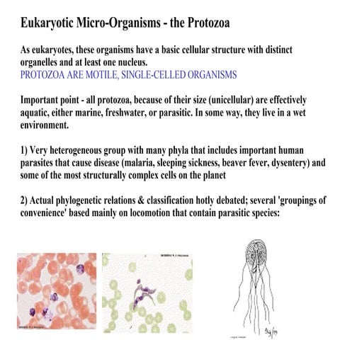 Introprotozoa | PPT | Biological Sciences | Science