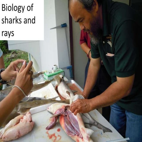 Introduction to biology of sharks and ray | PPTX