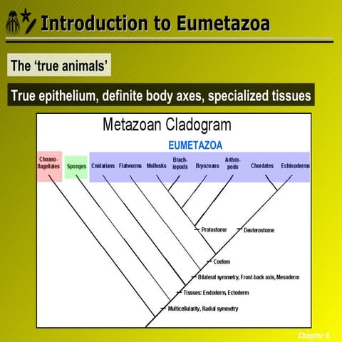 Intro to eumetazoa2012 | PPT