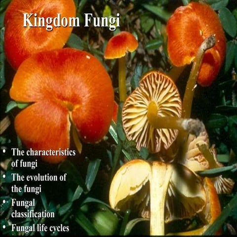 Introduction to fungi | PPT