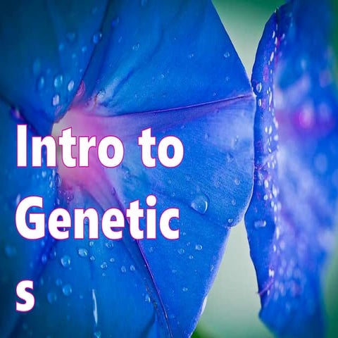 Intro to Genetics.pptx- SCIENCE- BIOLOGY | PPTX