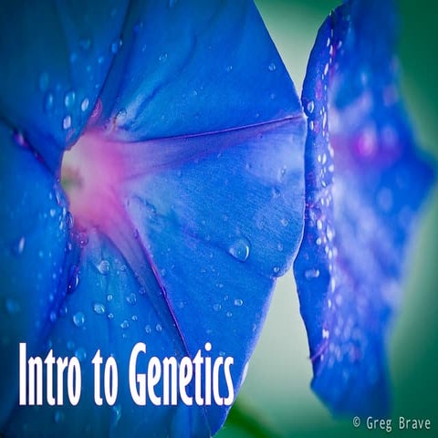 Intro to Genetics.pptx grade 8 science-biology | PPTX