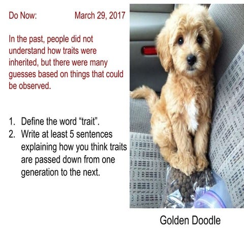 Copy of Seventh Grade Introduction to Genetics PowerPoint & Google ...
