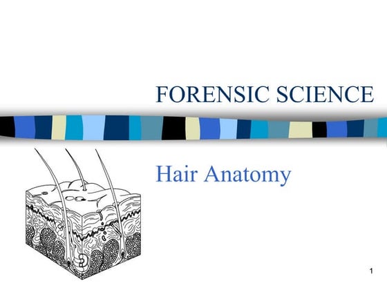 Hair structure | PPT