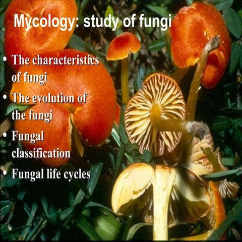 Intro to mycology | PPT