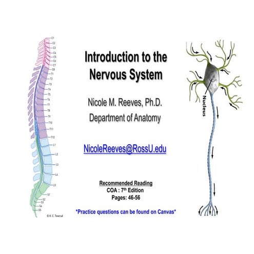 Intro to nervous system | PDF