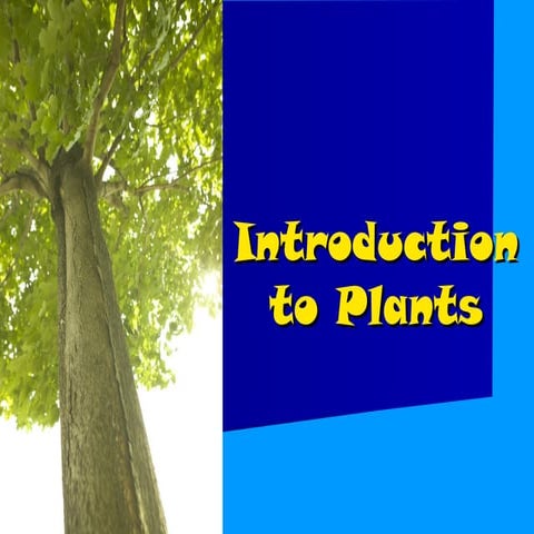 Intro to Plants Notes | PPT