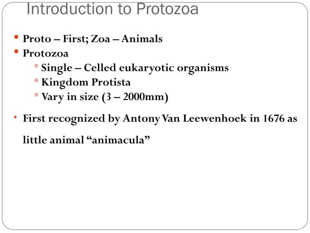 Protozoa Structure | PPT