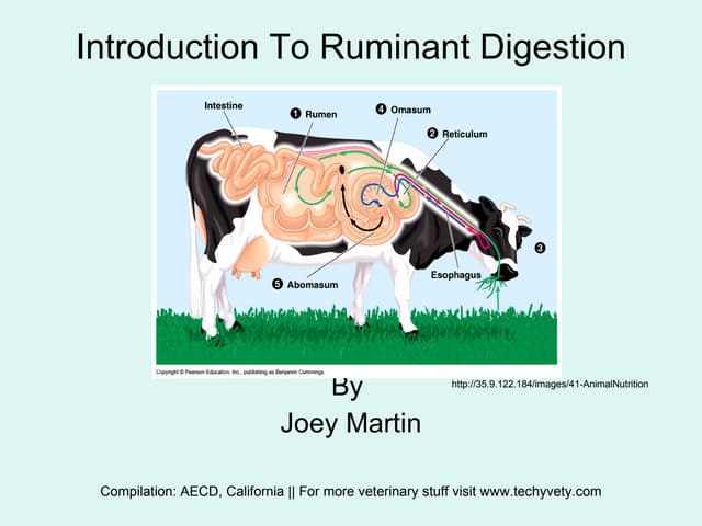 digestive system of ruminants.pptx