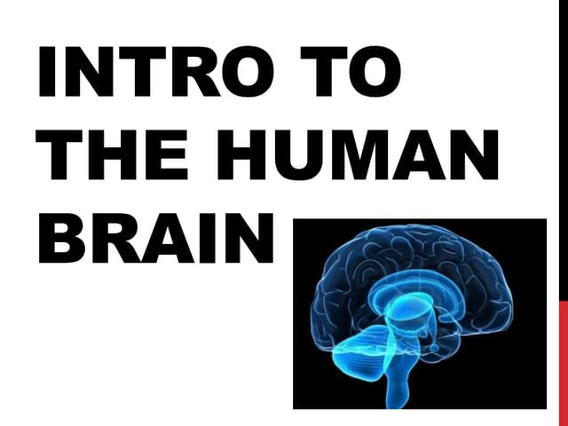 Education 1 : Brain development | PPTX | Brain and Nervous System ...