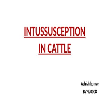 INTUSSUSCEPTION IN CATTLE .pptx