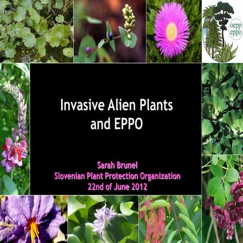 Invasive plants lecture sarah brunel | PPT